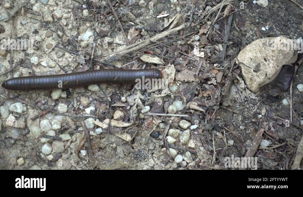 Floor woods Stock Videos & Footage - HD and 4K Video Clips - Alamy