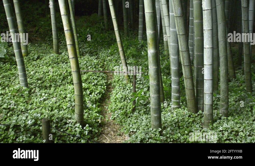 Japanese rain forest Stock Videos & Footage - HD and 4K Video Clips - Alamy