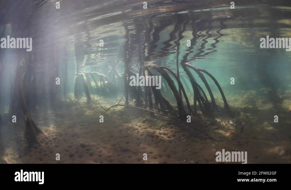 Underwater mangrove forest Stock Videos & Footage - HD and 4K Video ...