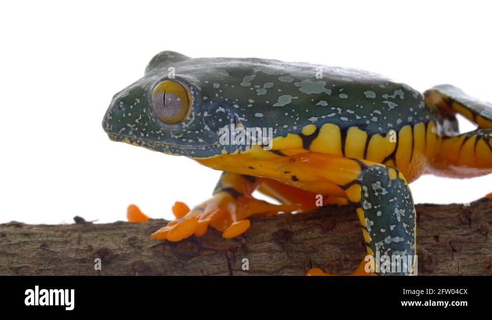 Green frog with orange feet Stock Videos & Footage - HD and 4K Video ...