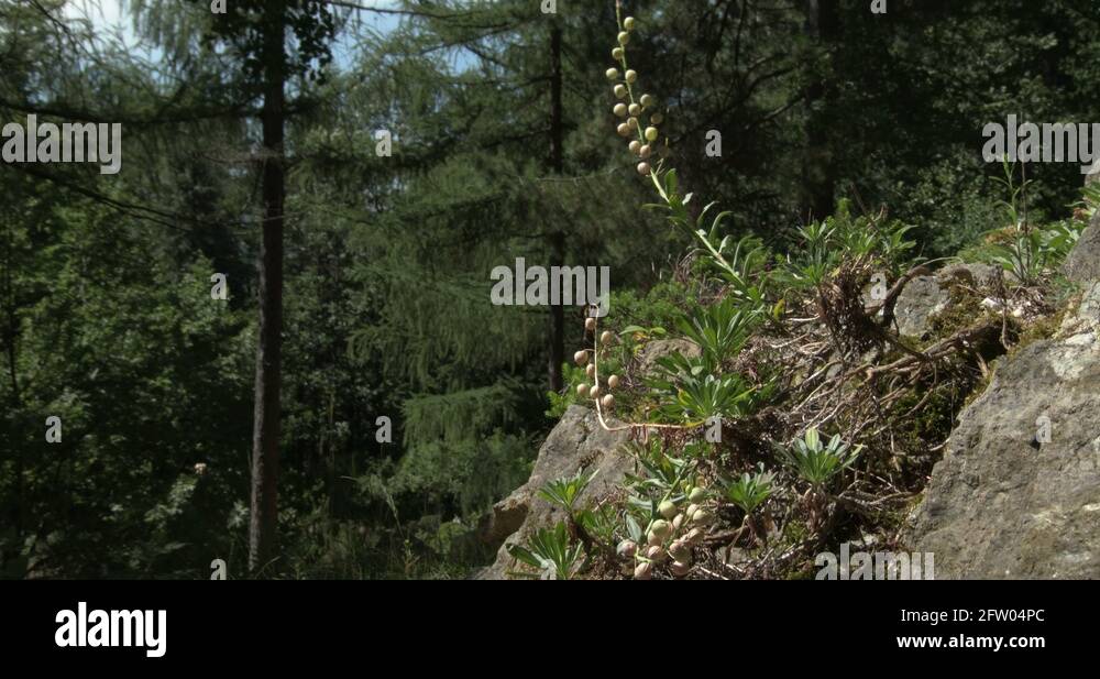 Silique of Greek bladderpod (Alyssoides utriculata Stock Video Footage ...