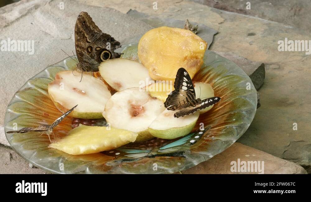 Butterflies and fruit Stock Videos & Footage - HD and 4K Video Clips ...
