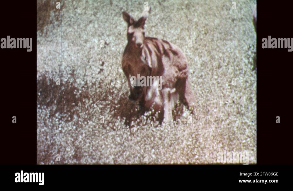 Kangaroo pouch Stock Videos & Footage - HD and 4K Video Clips - Alamy