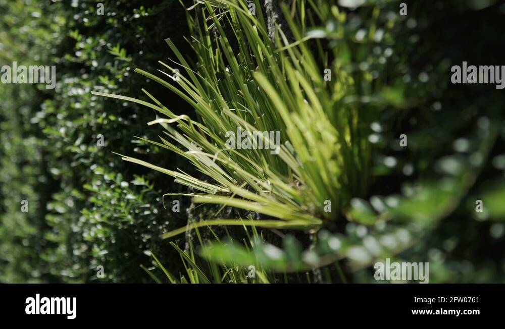 Vertical floral pattern Stock Videos & Footage - HD and 4K Video Clips ...