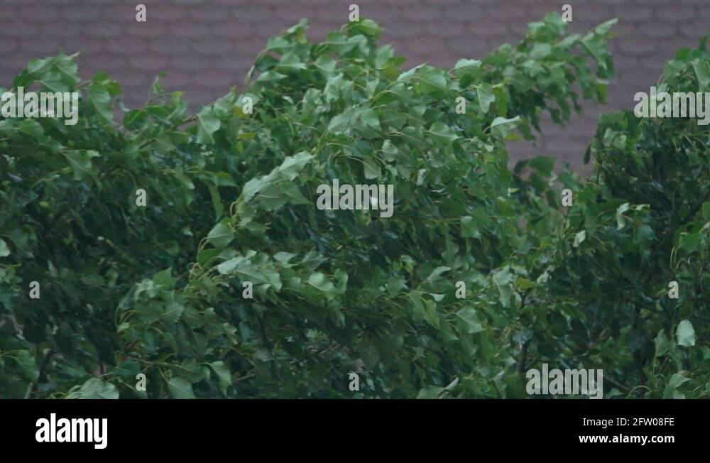 Tree storm bending Stock Videos & Footage - HD and 4K Video Clips - Alamy