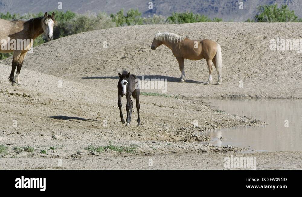 Wild horse colt walking Stock Videos & Footage - HD and 4K Video Clips ...