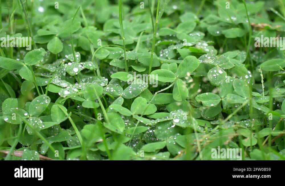 Environmental purity of plants Stock Videos & Footage - HD and 4K Video ...