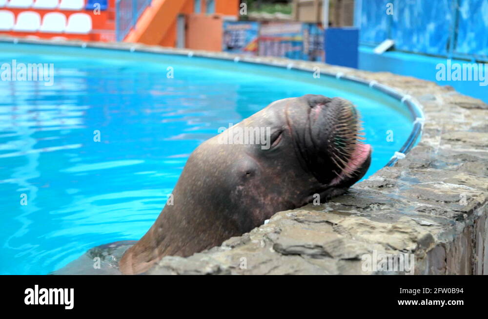 Friendship fish Stock Videos & Footage - HD and 4K Video Clips - Alamy