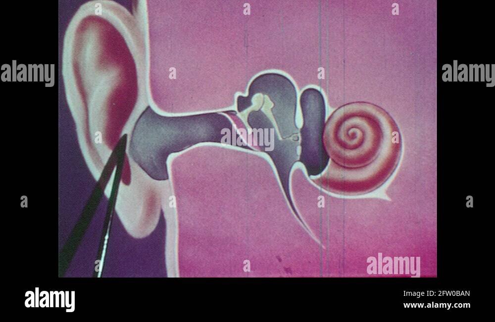 Parts of the ear Stock Videos & Footage - HD and 4K Video Clips - Alamy