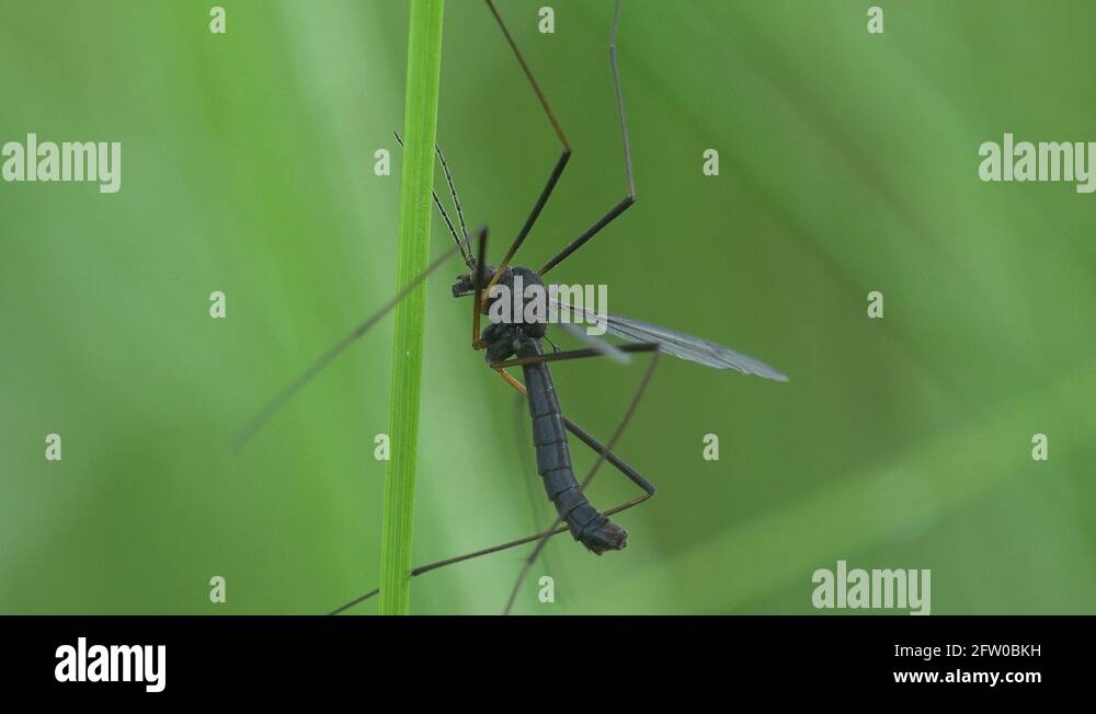 Insect macro 4k: Black Mosquito Crane fly Tipula luna male macro ...