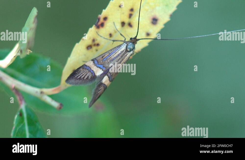 Insect macro 4k: Nemophora metallica longhorn moth family Adelidae ...