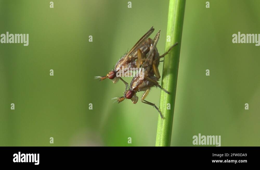 Fly reproduction Stock Videos & Footage - HD and 4K Video Clips - Alamy