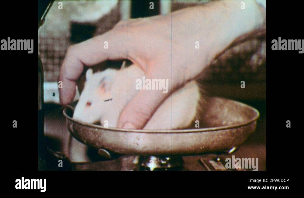 Rat hand Stock Videos & Footage - HD and 4K Video Clips - Alamy
