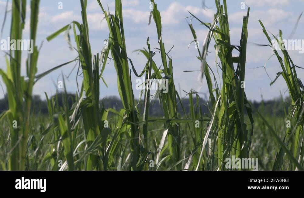Corn crop destroyed on farm after hail wind rain and thunder storm ...