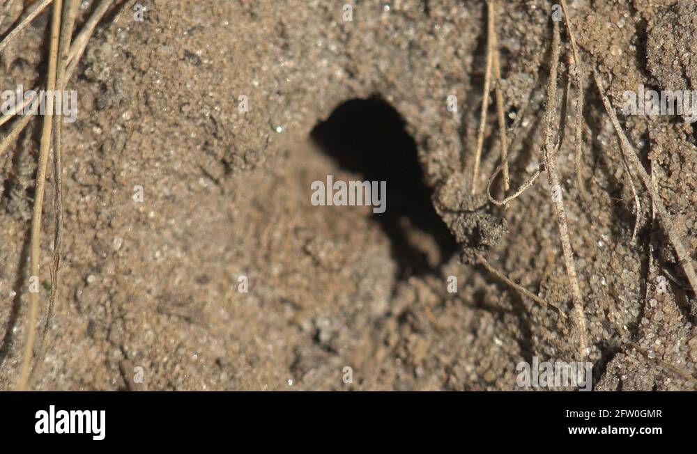 Insect in earth Stock Videos & Footage - HD and 4K Video Clips - Alamy