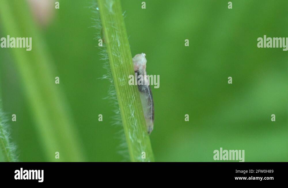 Gastropod larva Stock Videos & Footage - HD and 4K Video Clips - Alamy