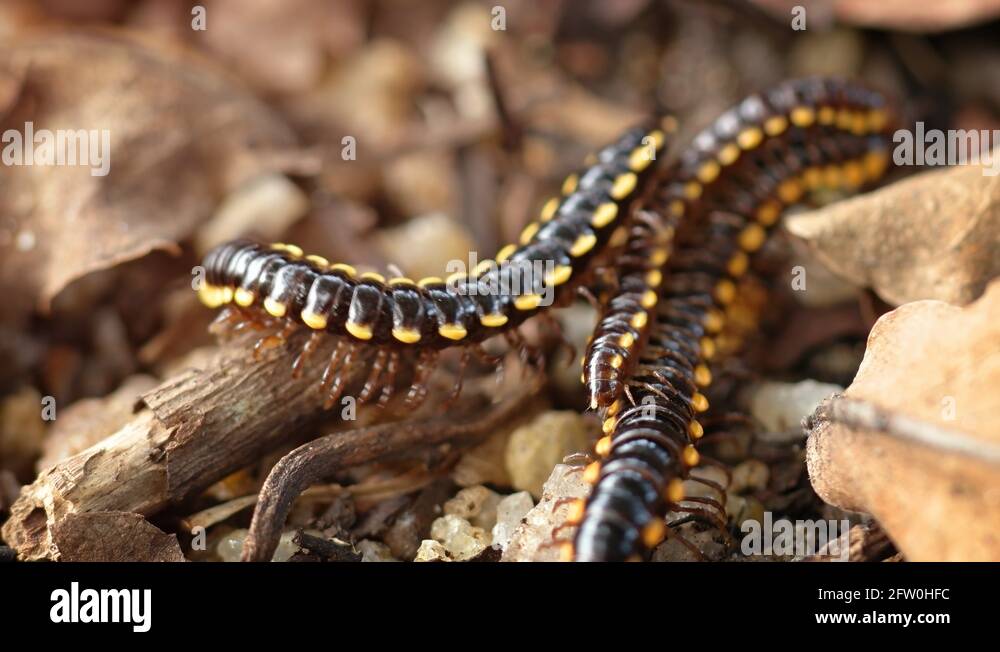 Trio of Yellow Spotted Millipedes in the Wild. UltraHD 4k video Stock ...