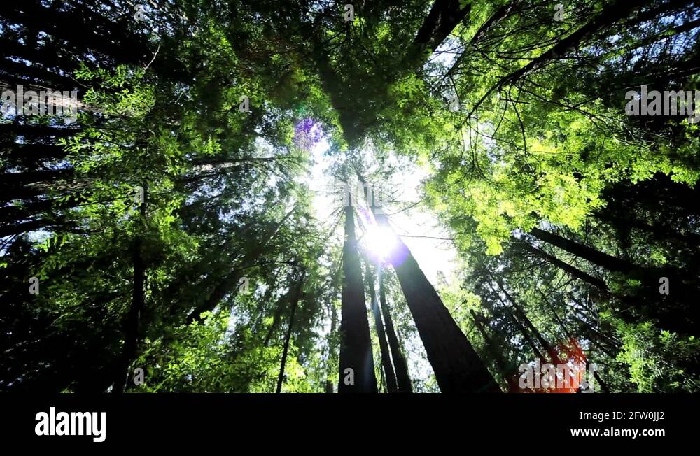 Canopy giant Stock Videos & Footage - HD and 4K Video Clips - Alamy