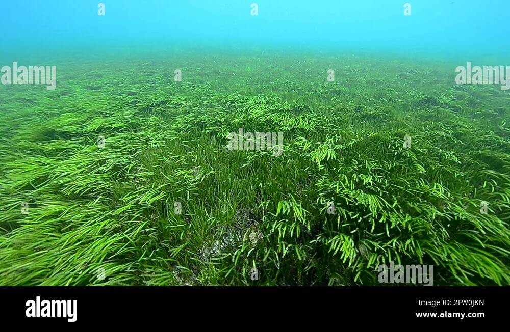 Seagrass field Stock Videos & Footage - HD and 4K Video Clips - Alamy