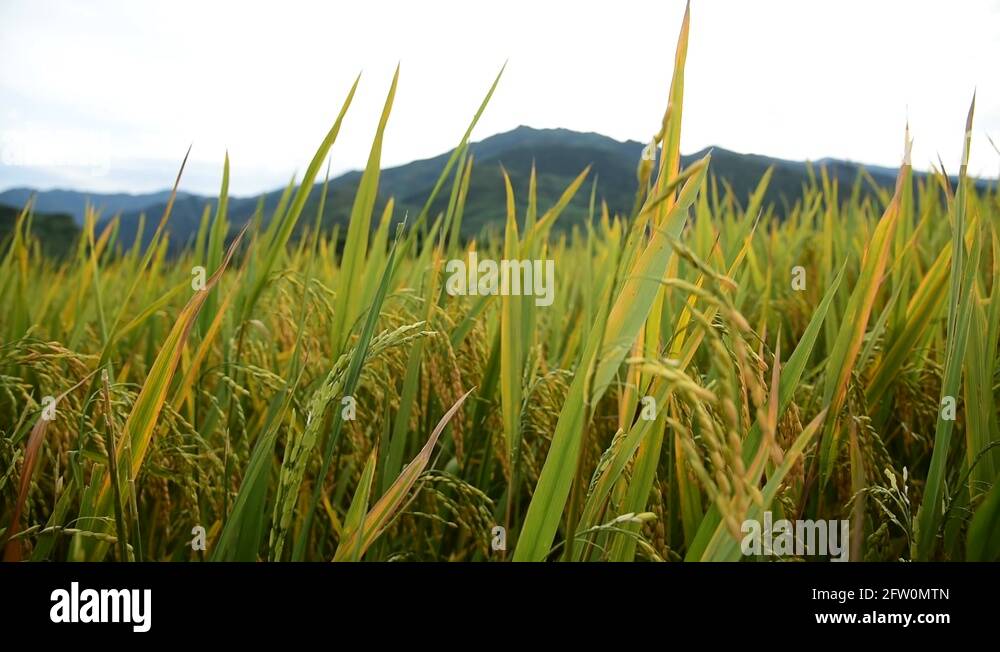 Rice fields on terraced of Sapa (Sa Pa), Vietnam. Rice fields prepared ...