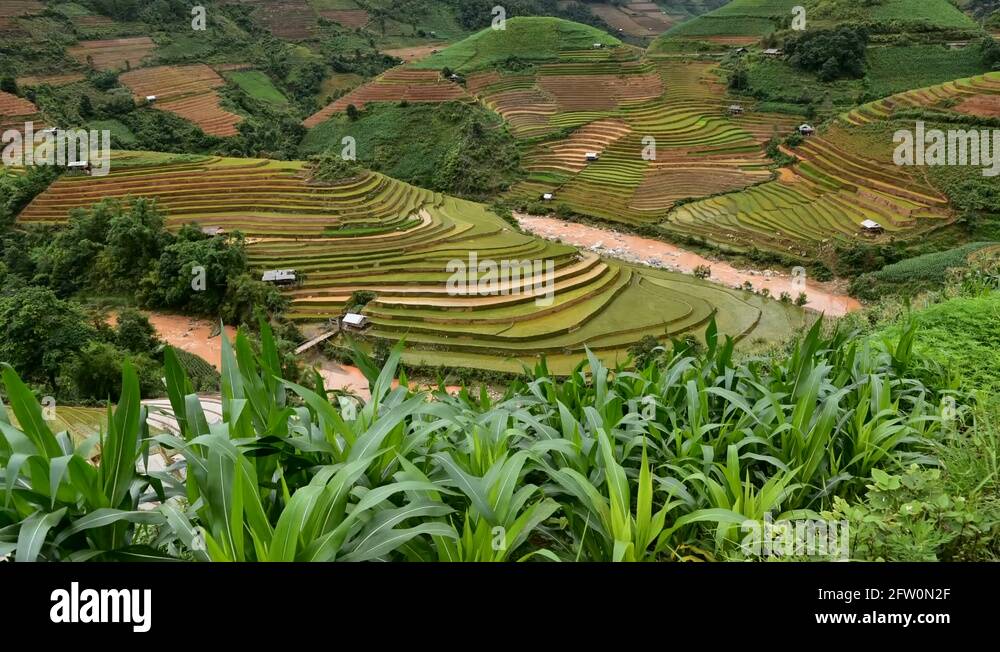 Rice fields on terraced of Sapa (Sa Pa), Vietnam. Rice fields prepared ...
