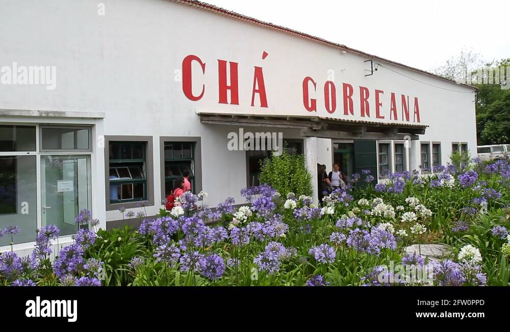 Cha gorreana Stock Videos & Footage - HD and 4K Video Clips - Alamy