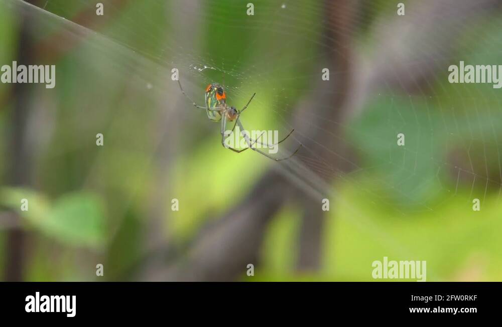 Orchard orb weaver Stock Videos & Footage - HD and 4K Video Clips - Alamy