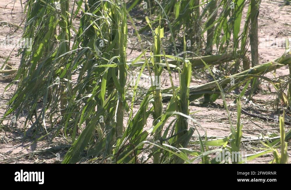 Crop damage on farm field after hail wind rain and thunder storm ...