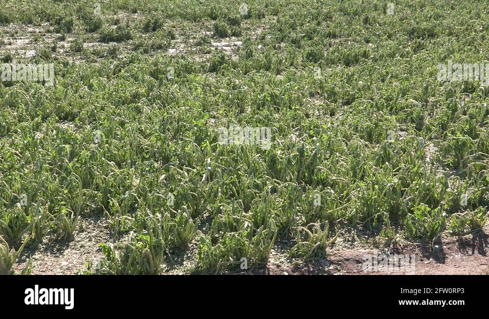 Hail corn field destroyed hail Stock Videos & Footage - HD and 4K Video ...