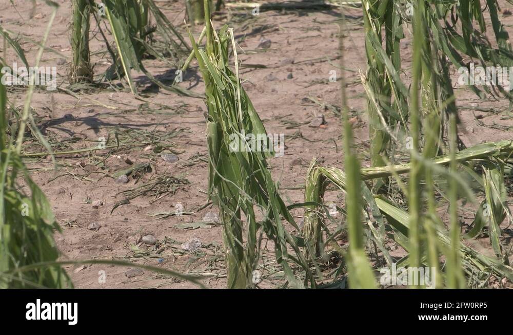 Crop damage on farm field after hail wind rain and thunder storm ...