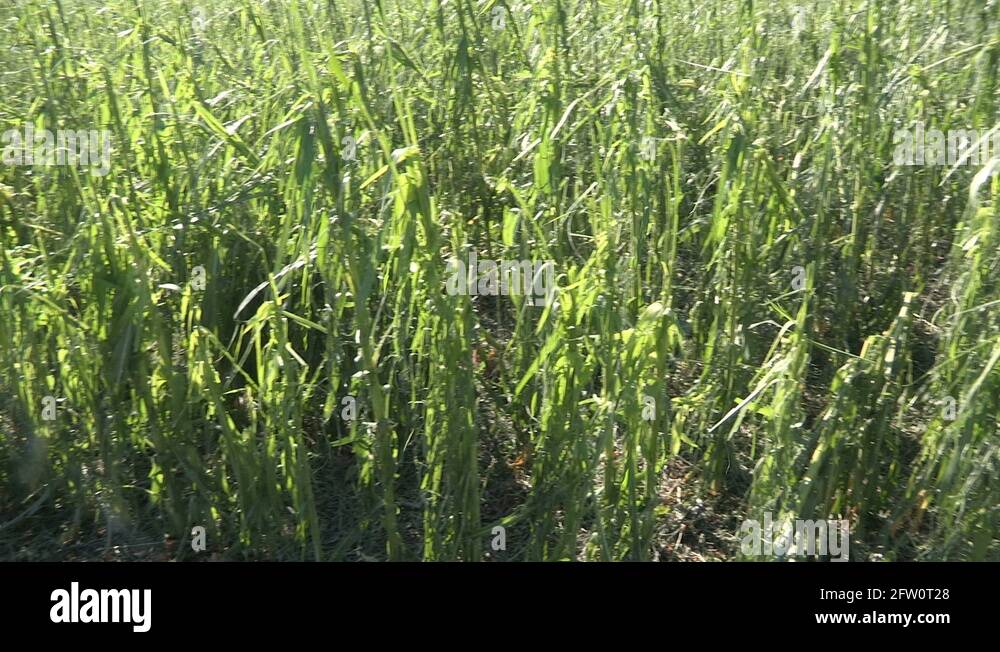 Massive corn and crop destruction on farm after hail rain wind and ...
