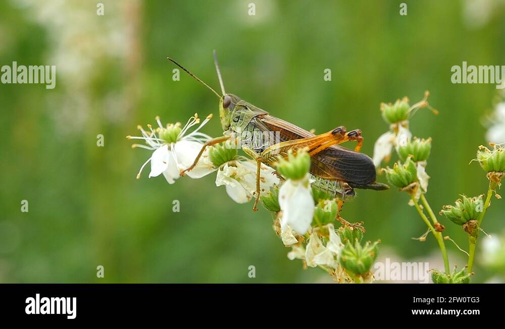 Grasshopper in the grass Stock Videos & Footage - HD and 4K Video Clips ...