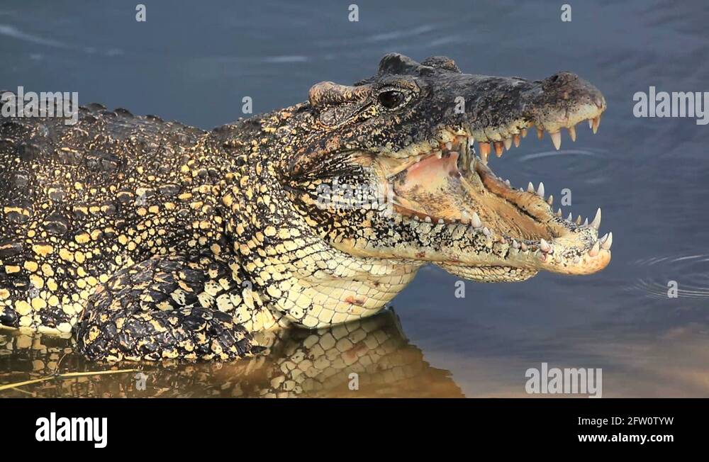 Zapata cuba crocodile Stock Videos & Footage - HD and 4K Video Clips ...