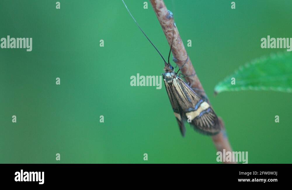 Nemophora metallica moth nemophora metallica Stock Videos & Footage ...