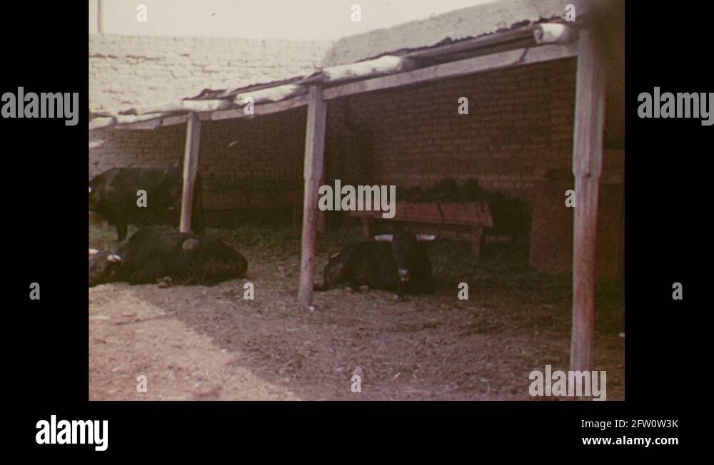 1940s: UNITED STATES: bull in stable. Empty arena. Men in hats walk in ...