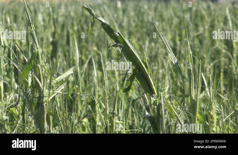 Corn crop destroyed on farm after hail wind rain and thunder storm ...