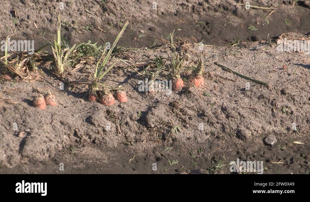 Crop destruction Stock Videos & Footage - HD and 4K Video Clips - Alamy