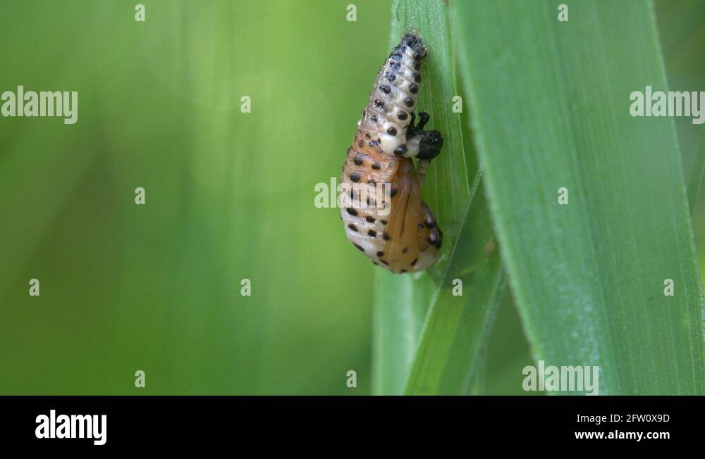 Insect macro 4k: Second instar developmental stage Ladybug beetle on ...