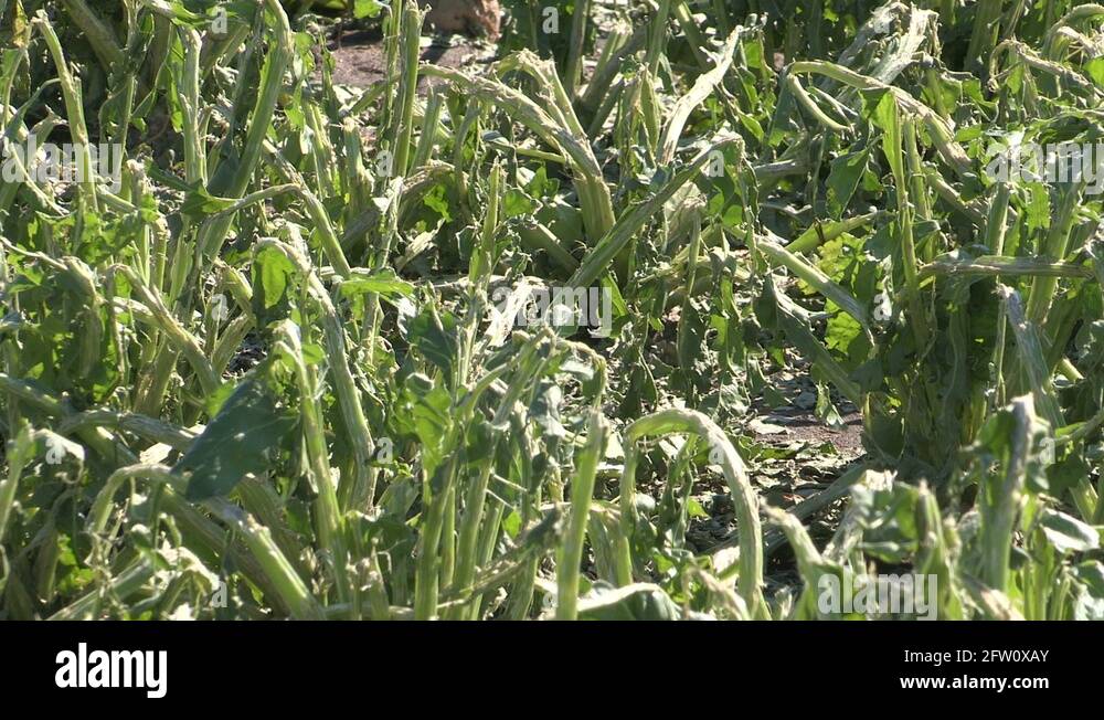 Corn crop destroyed on farm after hail wind rain and thunder storm ...