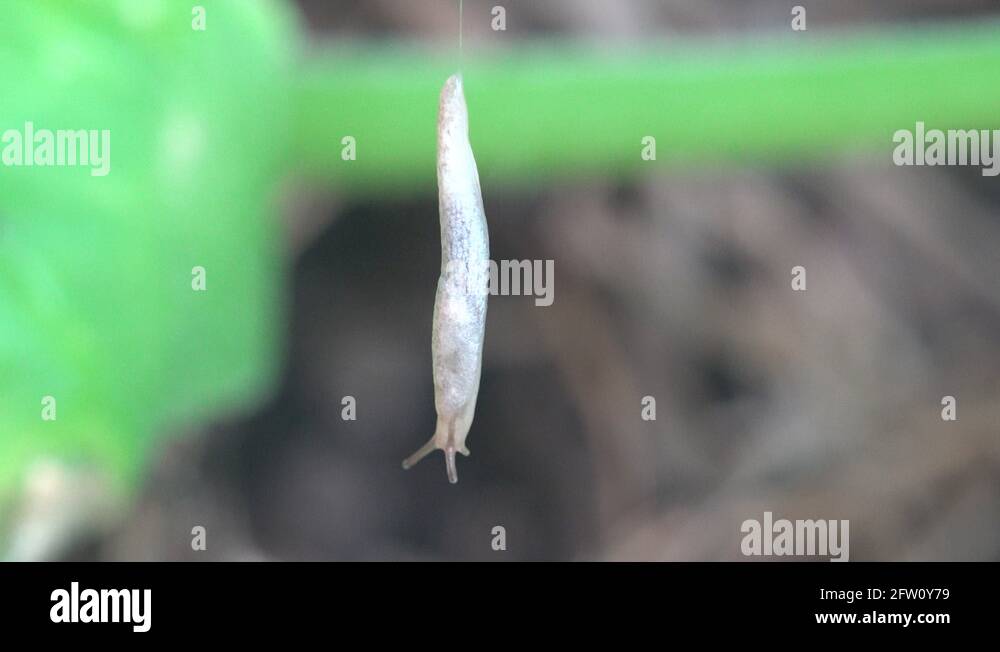 Limax maximus mating Stock Videos & Footage - HD and 4K Video Clips - Alamy