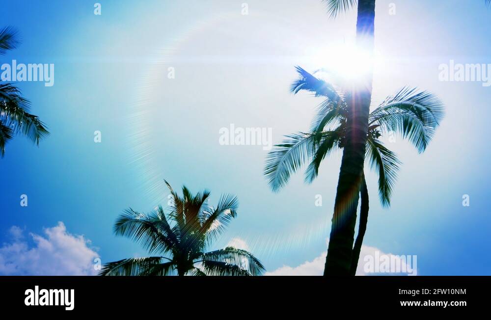 4k coconut tree Stock Videos & Footage - HD and 4K Video Clips - Alamy