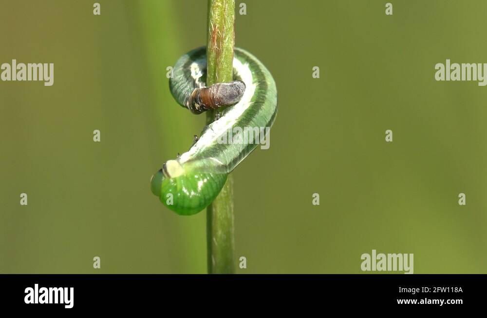 Caterpillar stages Stock Videos & Footage - HD and 4K Video Clips - Alamy