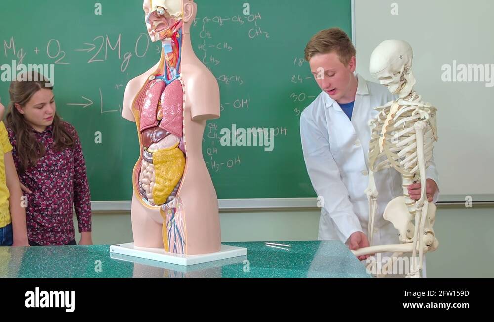 Boy in Biology class is describing parts of the skeleton Stock Video ...