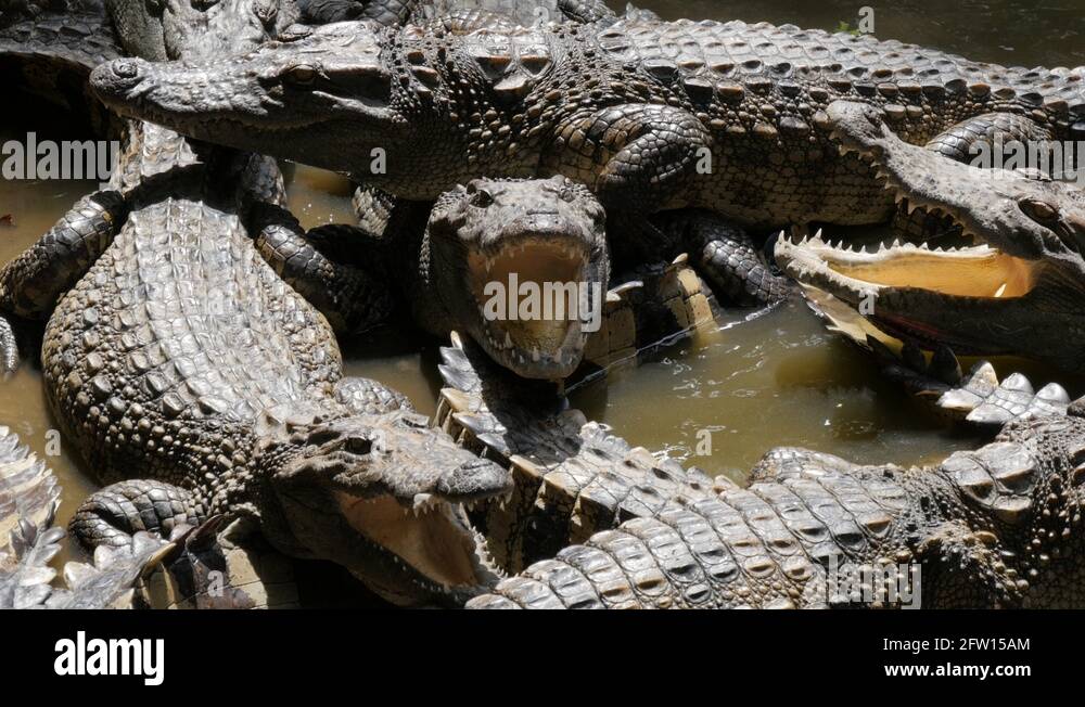 Crocodiles open mouth Stock Videos & Footage - HD and 4K Video Clips ...