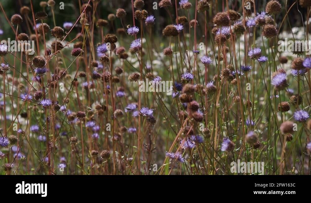Sheep's bit Stock Videos & Footage - HD and 4K Video Clips - Alamy