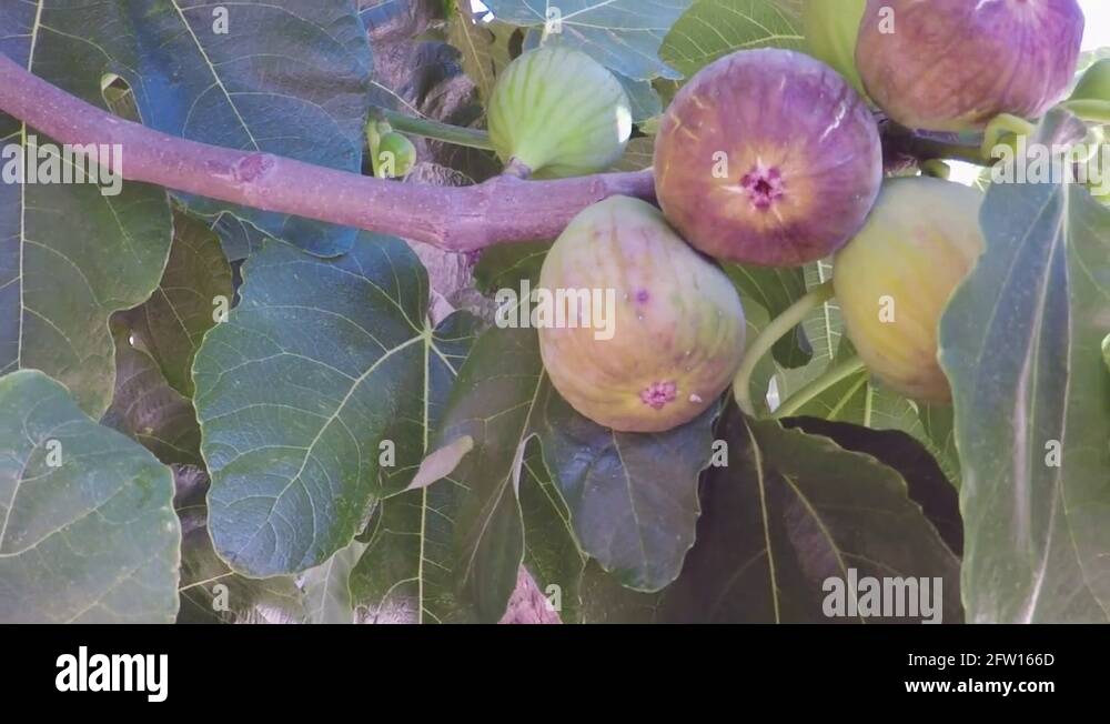 Figs growing on fig tree Stock Videos & Footage - HD and 4K Video Clips ...