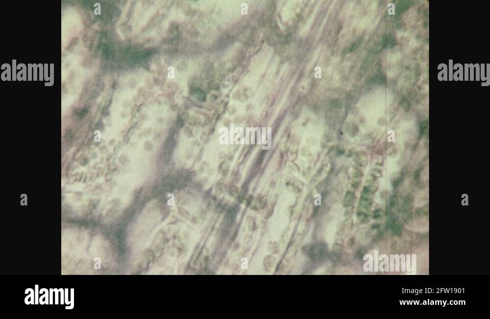 Plant cell under microscope Stock Videos & Footage - HD and 4K Video ...