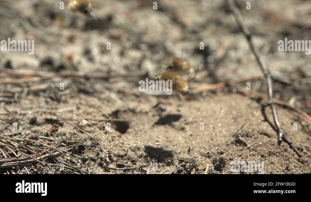 Insect nests Stock Videos & Footage - HD and 4K Video Clips - Alamy