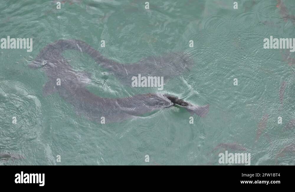 Chernobyl catfish Stock Videos & Footage - HD and 4K Video Clips - Alamy