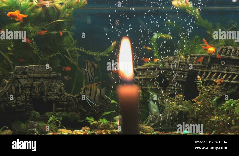 Burning candlelight Stock Videos & Footage - HD and 4K Video Clips - Alamy